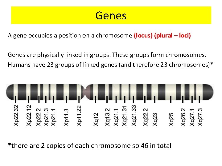 What has happened Substitution mutation 1 What would