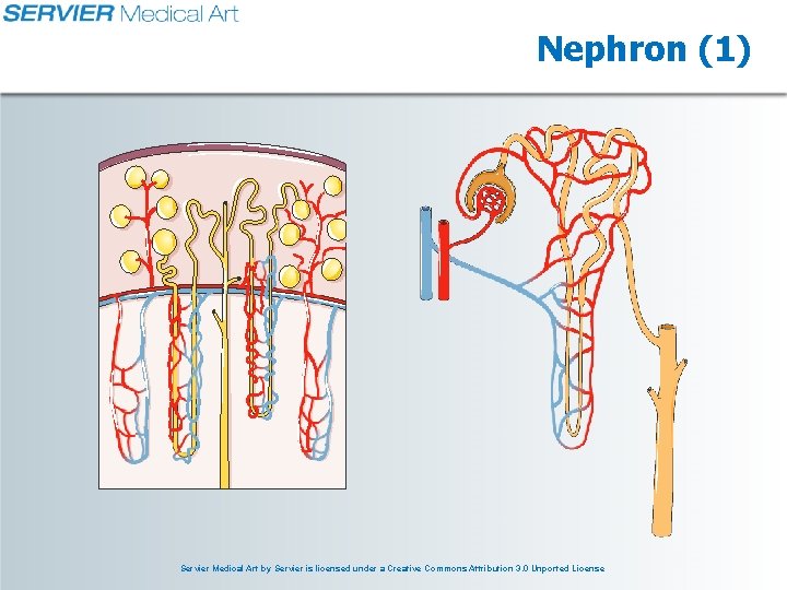 A service provided to medicine by Urinary system