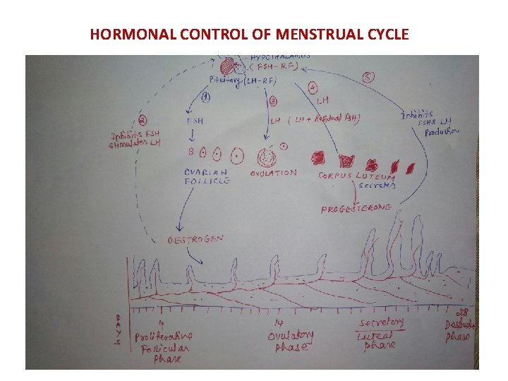 Menstrual Cycle Hormonal control Menstrual cycle is the