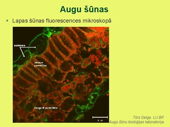 Ievads nu bioloij NA Dr biol Trs Selga