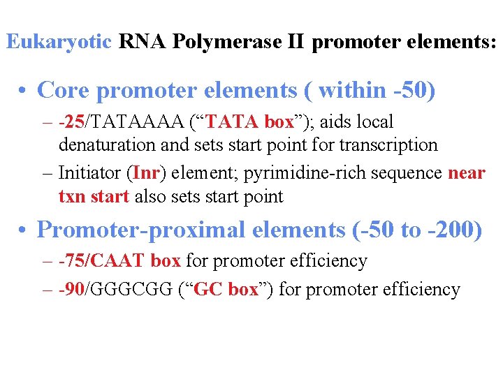 BIOL 2416 CH 5 Transcription Eukaryotic Gene Expression