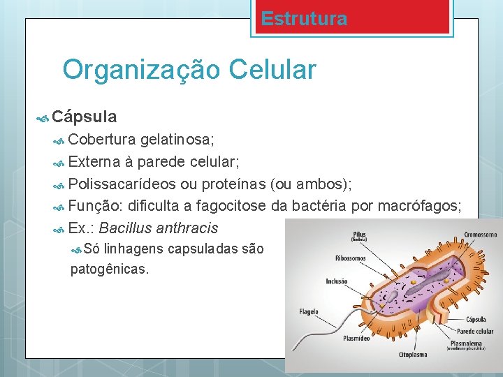 Reino Monera Introduo Introduo A descoberta dos microrganismos