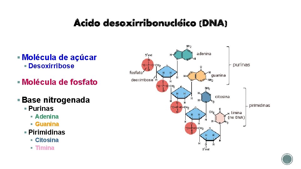 CITOLOGIA Ncleo Vera Regina Medeiros Andrade http aulasvera