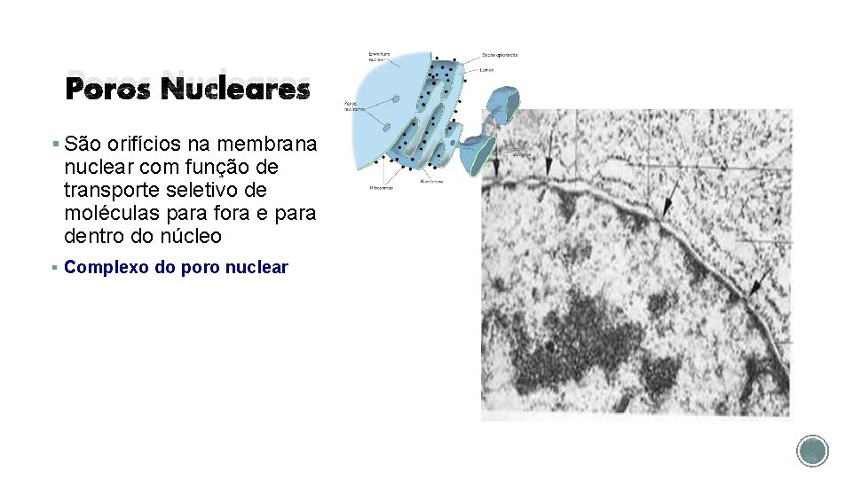 CITOLOGIA Ncleo Vera Regina Medeiros Andrade http aulasvera