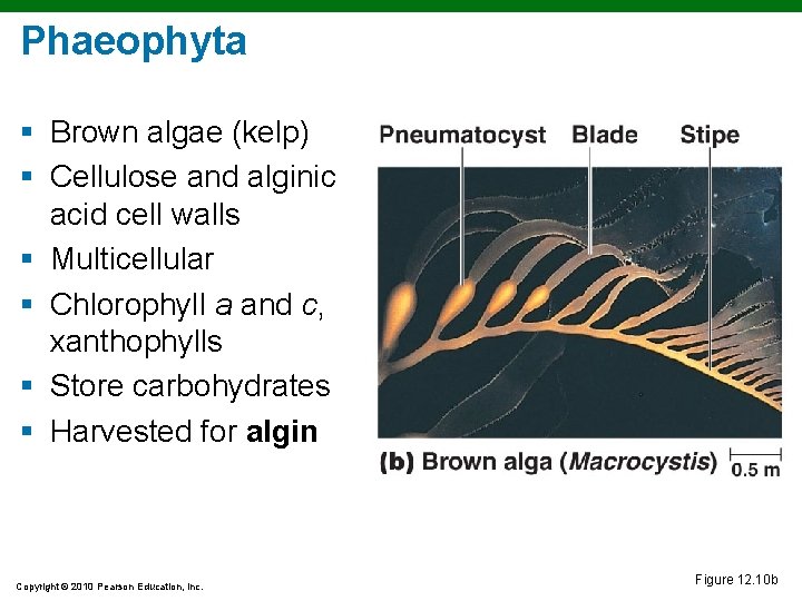 Chapter 12 The Eukaryotes Fungi Algae Protozoa and