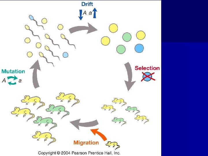 Population Genetics Selection and mutation as mechanisms of