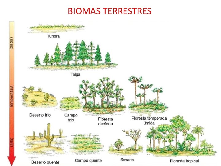 BIOMAS BIOMAS MUNDIAIS BIOMAS AQUTICOS Existem trs Biomas