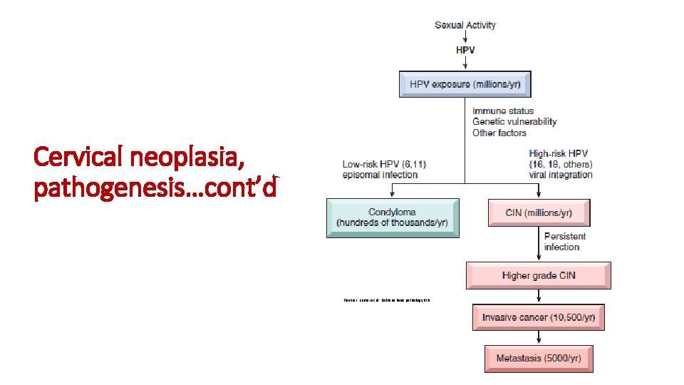 Neoplasia of the cervix Ali Al Khader M