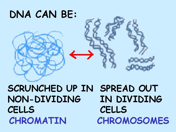 Materials move through cells by diffusion Oxygen and