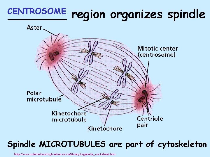 Materials move through cells by diffusion Oxygen and
