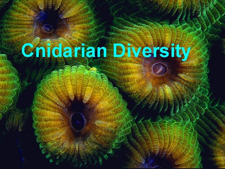Cnidarian Diversity Phylum Cnidaria Class Anthozoa Corals Anemones