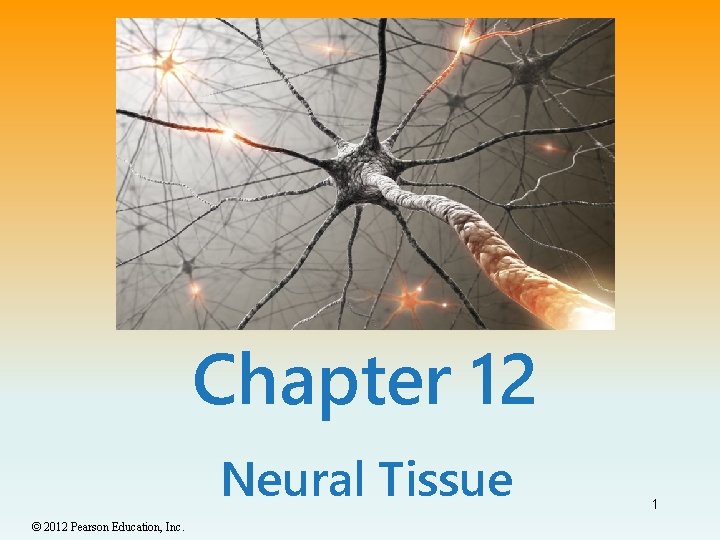 Chapter 12 Neural Tissue 2012 Pearson Education Inc