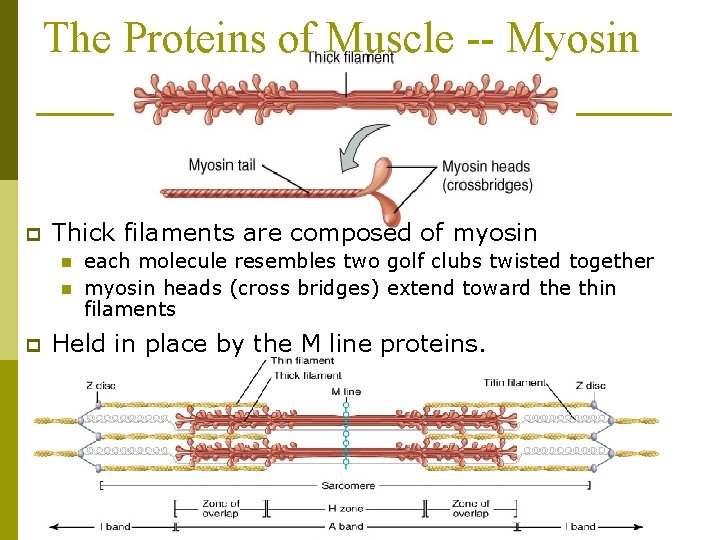 Muscle Physiology Chapter 10 Nerve and Blood Supply