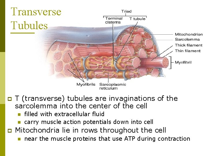 Muscle Physiology Chapter 10 Nerve and Blood Supply