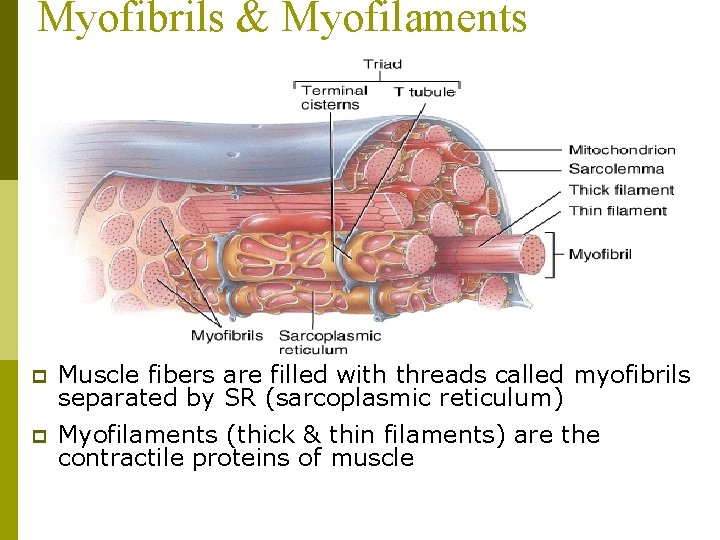 Muscle Physiology Chapter 10 Nerve and Blood Supply
