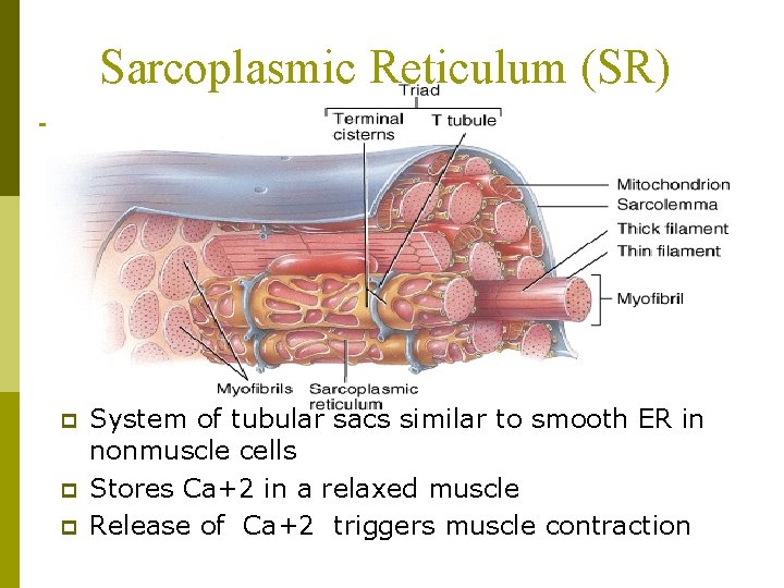 Muscle Physiology Chapter 10 Nerve and Blood Supply
