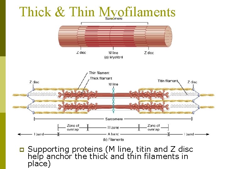 Muscle Physiology Chapter 10 Nerve and Blood Supply