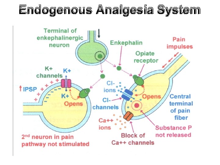 Physiology of Pain By Dr Abdel Aziz M