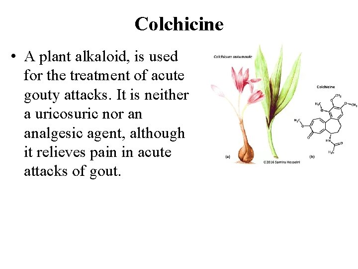 MMS Pharmacology Lecture 3 Drugs for Gout osteoarthritis