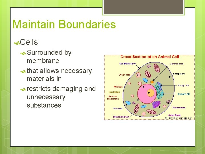 Life Functions Survival Needs Chapter 1 Human Biology