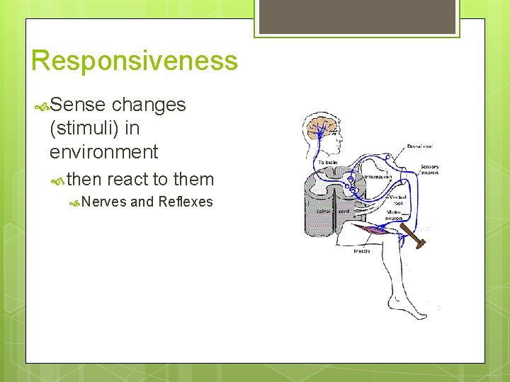Life Functions Survival Needs Chapter 1 Human Biology