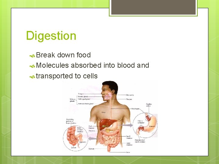 Life Functions Survival Needs Chapter 1 Human Biology
