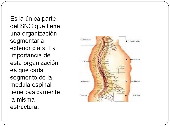 FUNCIONAMIENTO DEL SISTEMA NERVIOSO Dra Helga J Romero