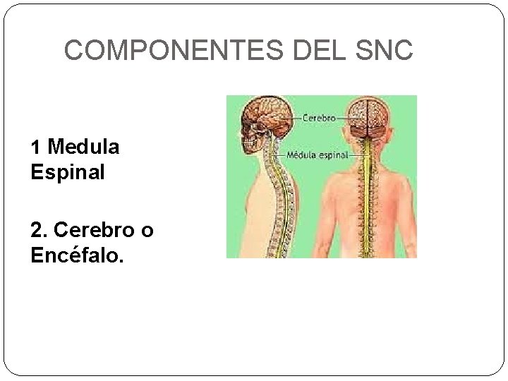 FUNCIONAMIENTO DEL SISTEMA NERVIOSO Dra Helga J Romero