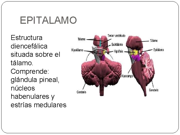 FUNCIONAMIENTO DEL SISTEMA NERVIOSO Dra Helga J Romero