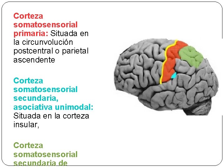 FUNCIONAMIENTO DEL SISTEMA NERVIOSO Dra Helga J Romero