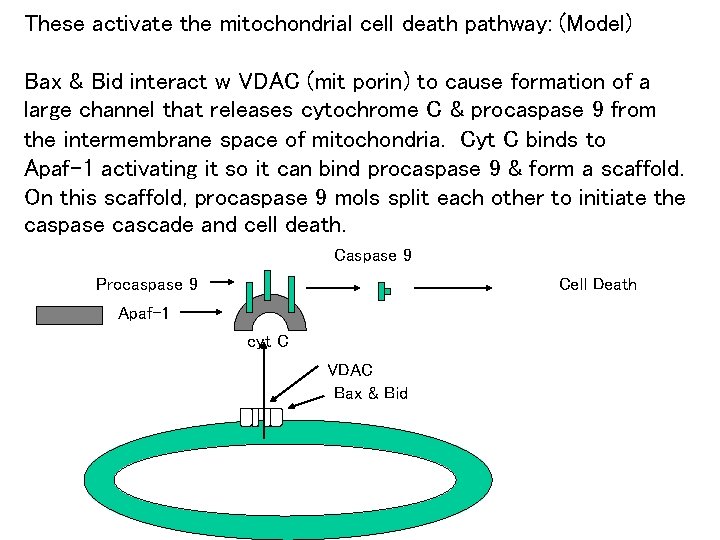 Cell DeathApoptosis Lecture 39 B BSCI 420 421
