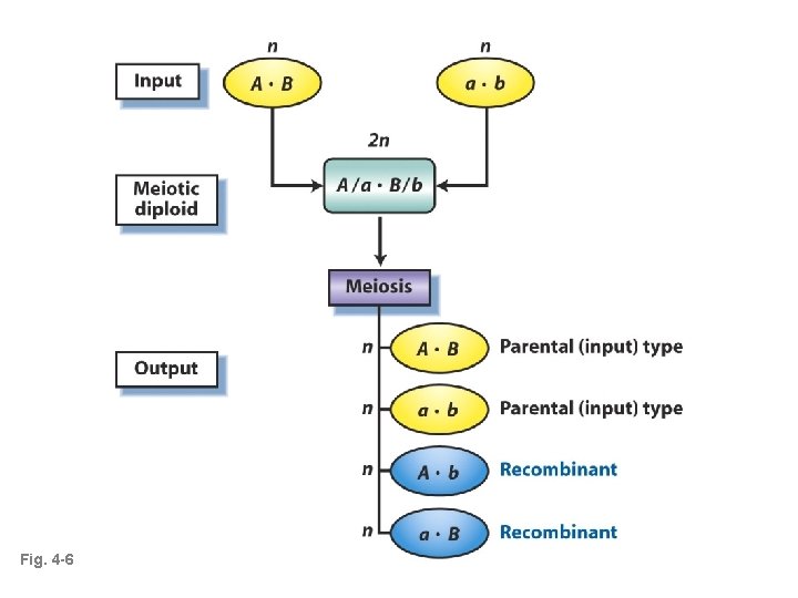 Chapter 4 overview Fig 4 1 Genetic recombination