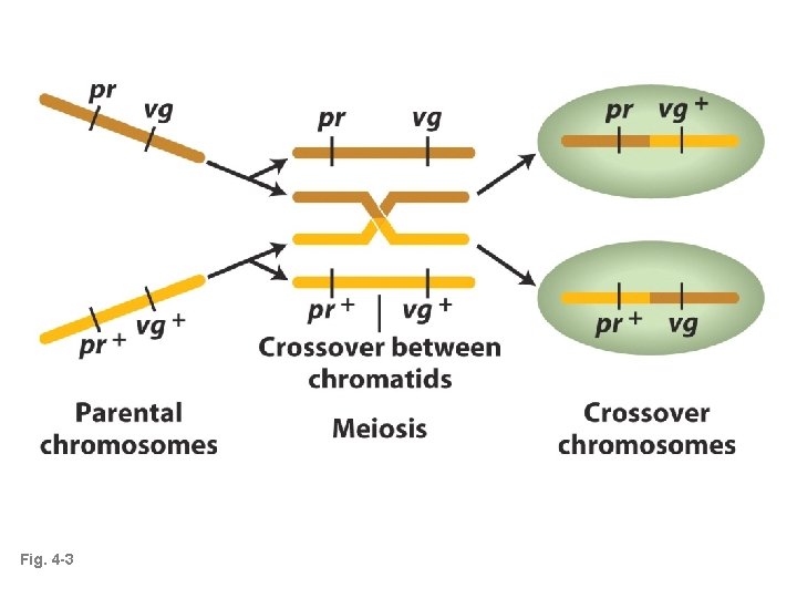 Chapter 4 overview Fig 4 1 Genetic recombination