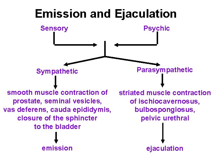 Animal Science 434 Lecture 13 Epididymis Ejaculation and