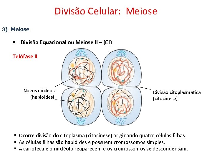 DIVISO CELULAR Meiose Diviso Celular Meiose INTRFASE Intrfase
