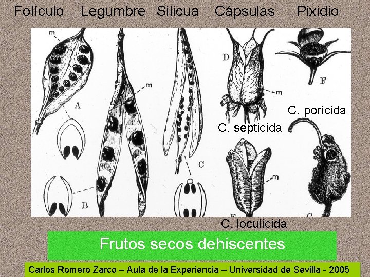 Morfologa de las plantas superiores Algunas figuras comentadas