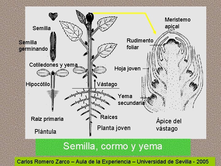 Morfologa de las plantas superiores Algunas figuras comentadas