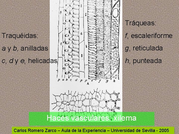 Morfologa de las plantas superiores Algunas figuras comentadas
