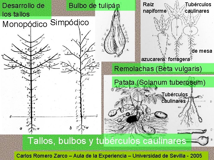 Morfologa de las plantas superiores Algunas figuras comentadas
