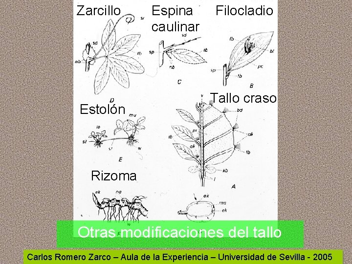Morfologa de las plantas superiores Algunas figuras comentadas