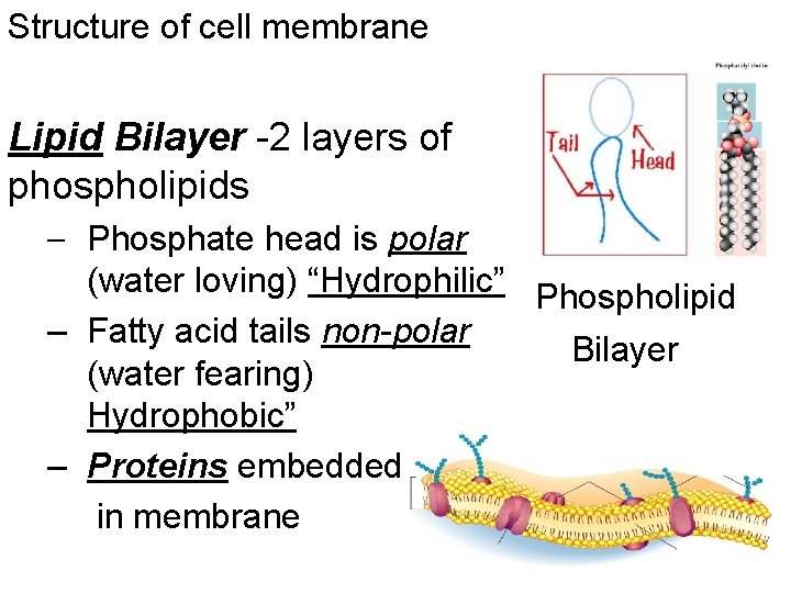 Chapter 7 Membrane Structure and Function What You