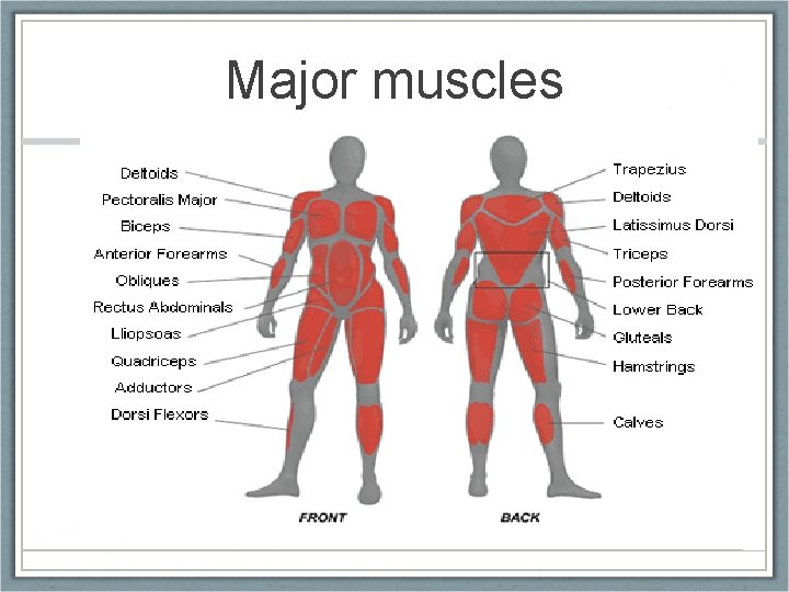 Muscles are effectors which enable movement to be