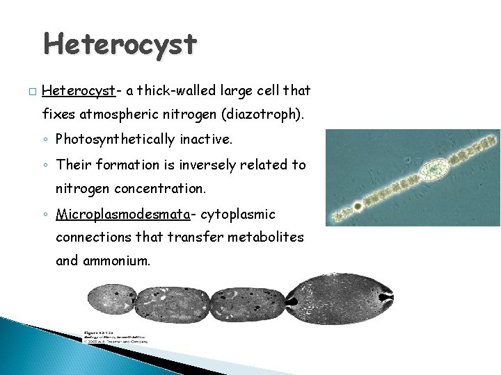 CYANOBACTER Lussana Rossita Dewi Photosynthetic Prokaryotes Kingdom ...