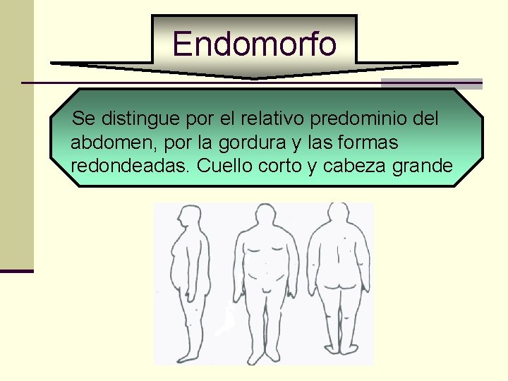 CLASIFICACIN DEL FSICO Endomorfo Se distingue por el
