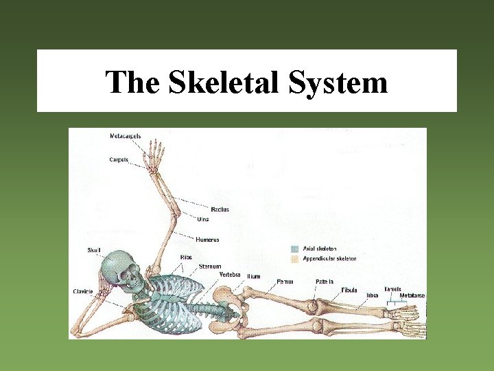 The Skeletal System The Human Skeleton Composed of