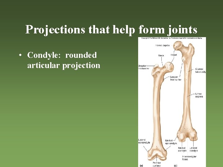 The Skeletal System The Human Skeleton Composed of