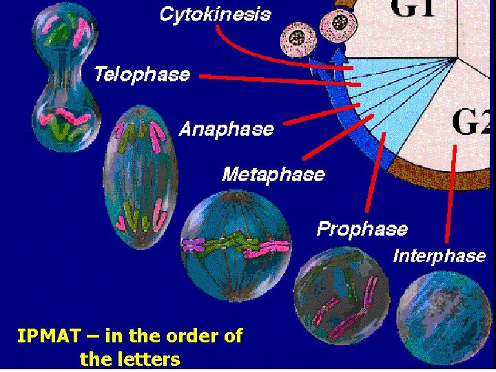 Mitosis The Mystery of Cell Division Objectives When