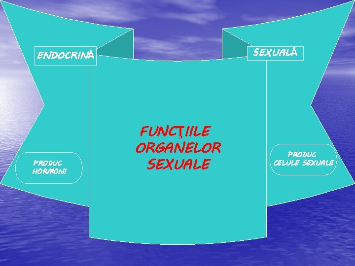 REPRODUCEREA LA ANIMALE REPRODUCEREA Este o funcie esenial