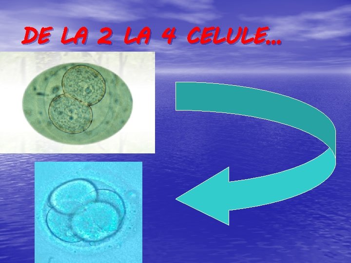 REPRODUCEREA LA ANIMALE REPRODUCEREA Este o funcie esenial