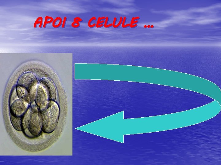 REPRODUCEREA LA ANIMALE REPRODUCEREA Este o funcie esenial